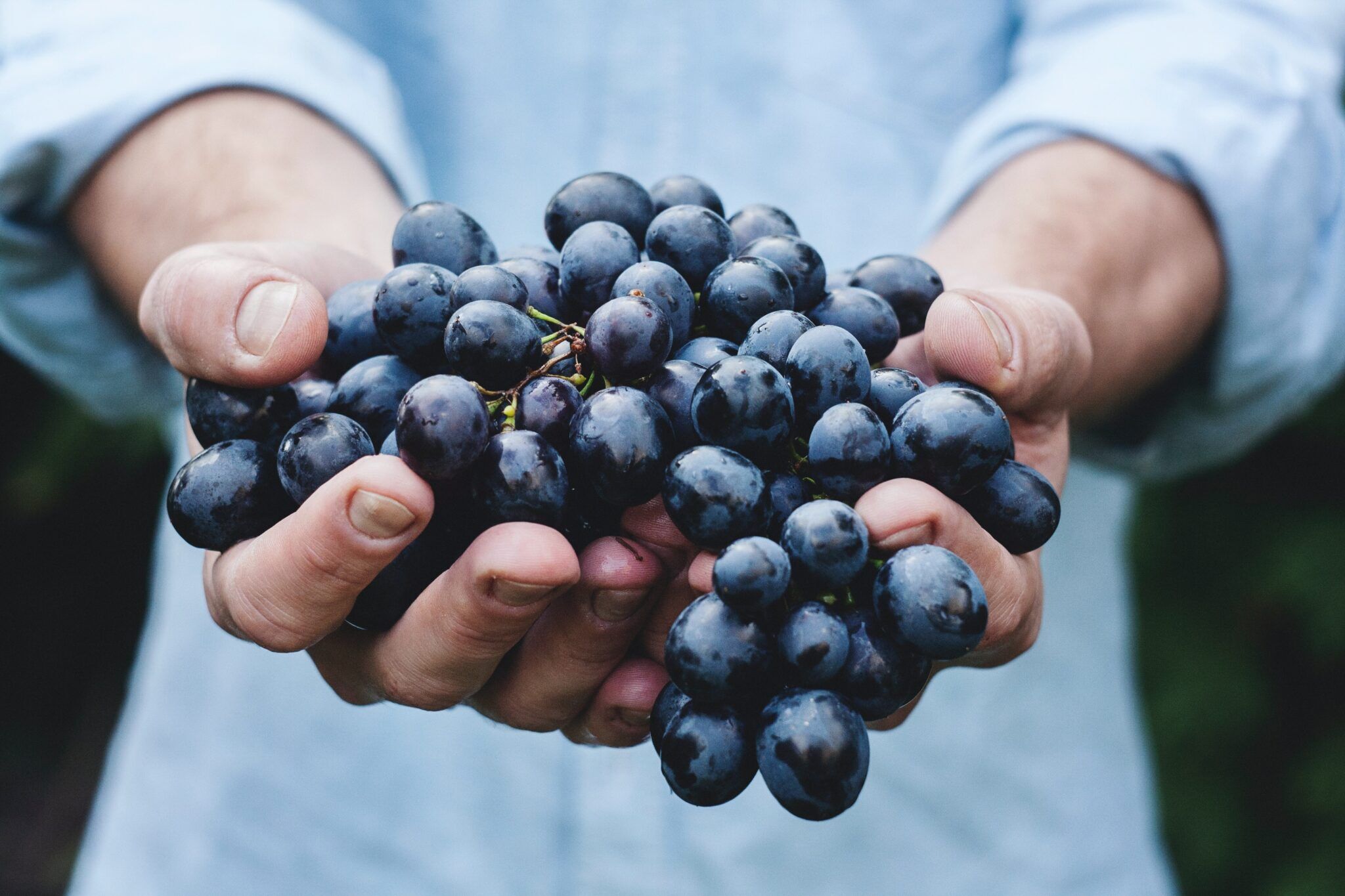 What Are The Brazilian Wine Regions? - GastroVino Academy